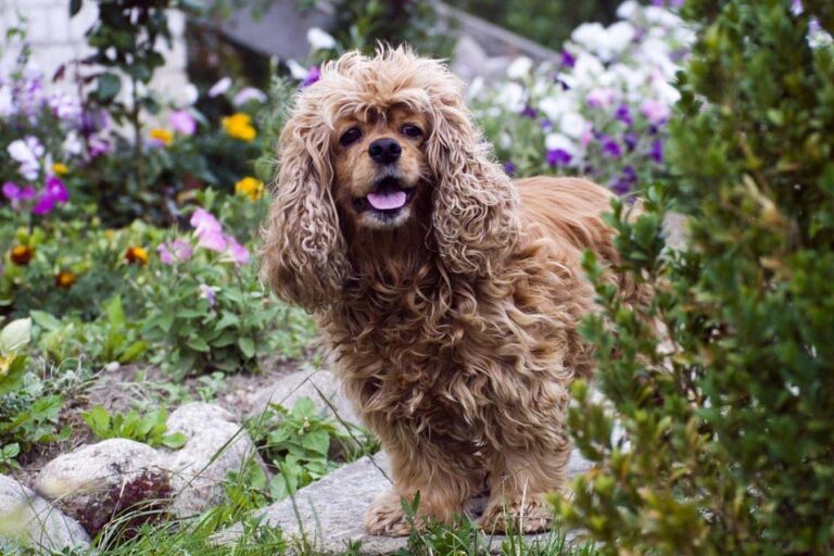 Hypotension in Dogs - Low Blood Pressure in Dogs
