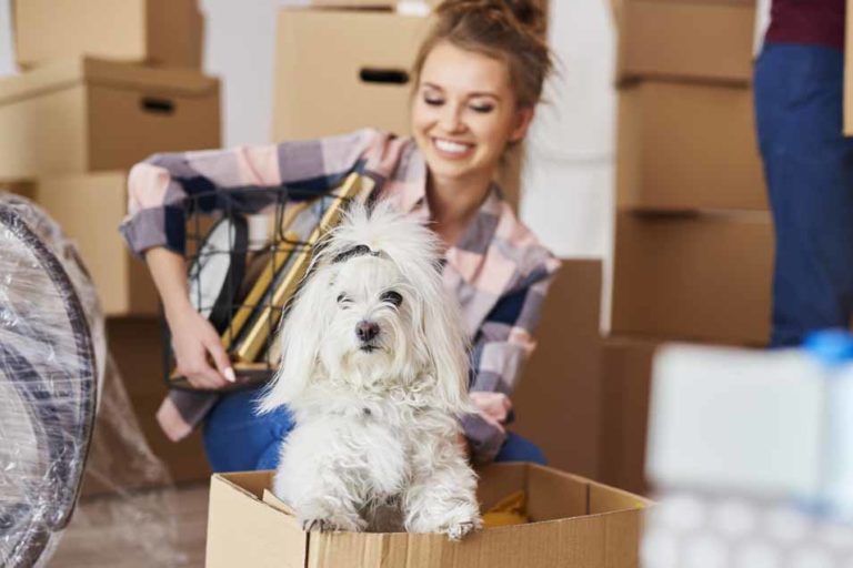 Moving with Pets - Making a Move with Dogs and Cats