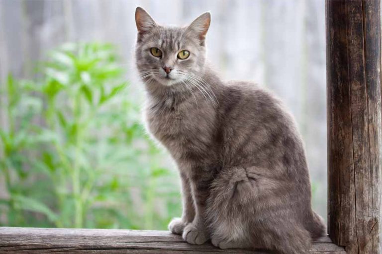 What is a Moggy Cat - Do You Have a Mixed Breed Cat