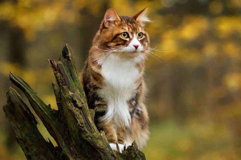 Should You Let Your Cat Explore The Outdoors?