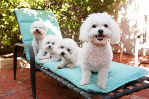 The Best Dog Breeds for People in Retirement | Pet Friendly House