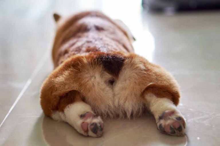 What Does “Sploot” Mean | Pet Friendly House