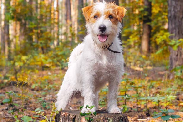 Hypotension in Dogs - Low Blood Pressure in Dogs