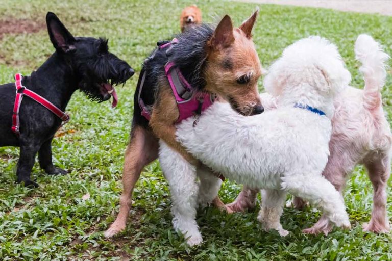 Dog Humping - Why They Do It , What is Normal - The Pet Friendly House