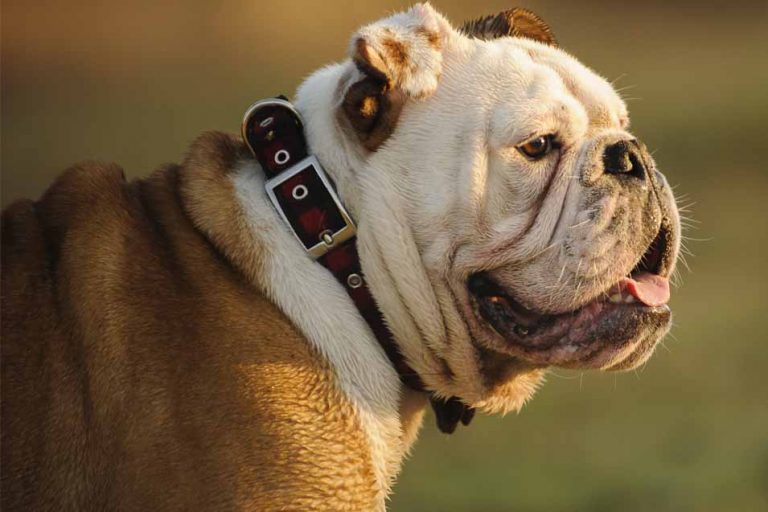 Irritable Bowel Syndrome in Dogs | Pet Friendly House