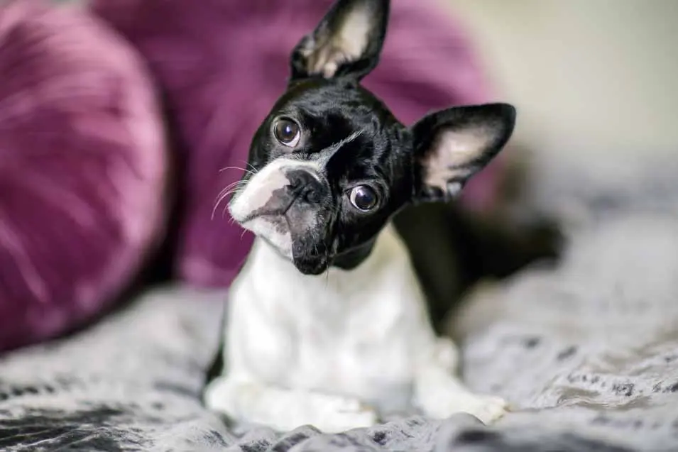 The Top 10 Small Purebred Dog Breeds | Pet Friendly House