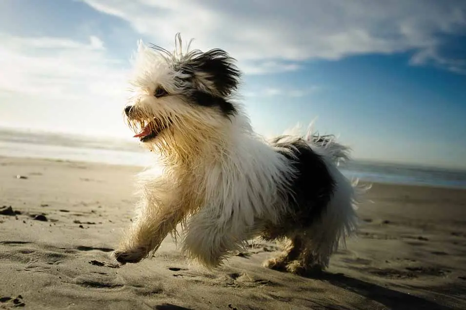 The Top 10 Small Purebred Dog Breeds | Pet Friendly House