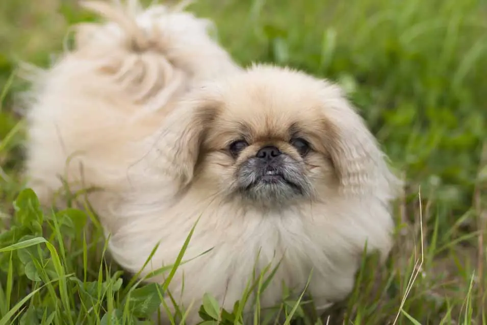 The Top 10 Small Purebred Dog Breeds | Pet Friendly House