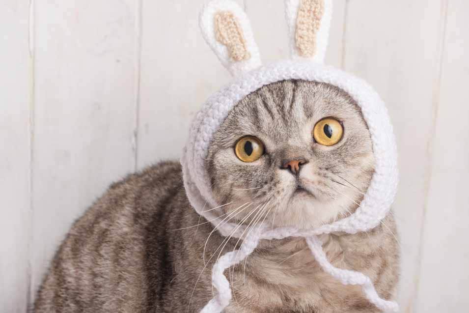 Cats in Hats - Cute Pictures of Cats Wearing Fashionable Hats