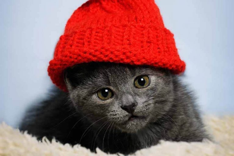 Cats in Hats - Cute Pictures of Cats Wearing Fashionable Hats