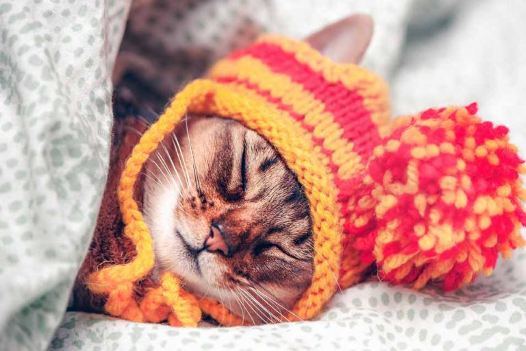 Cats in Hats - Cute Pictures of Cats Wearing Fashionable Hats