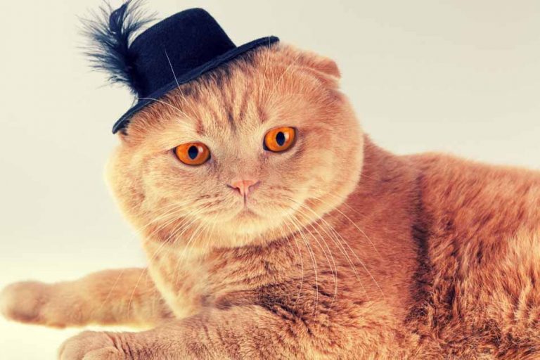 Cats in Hats - Cute Pictures of Cats Wearing Fashionable Hats