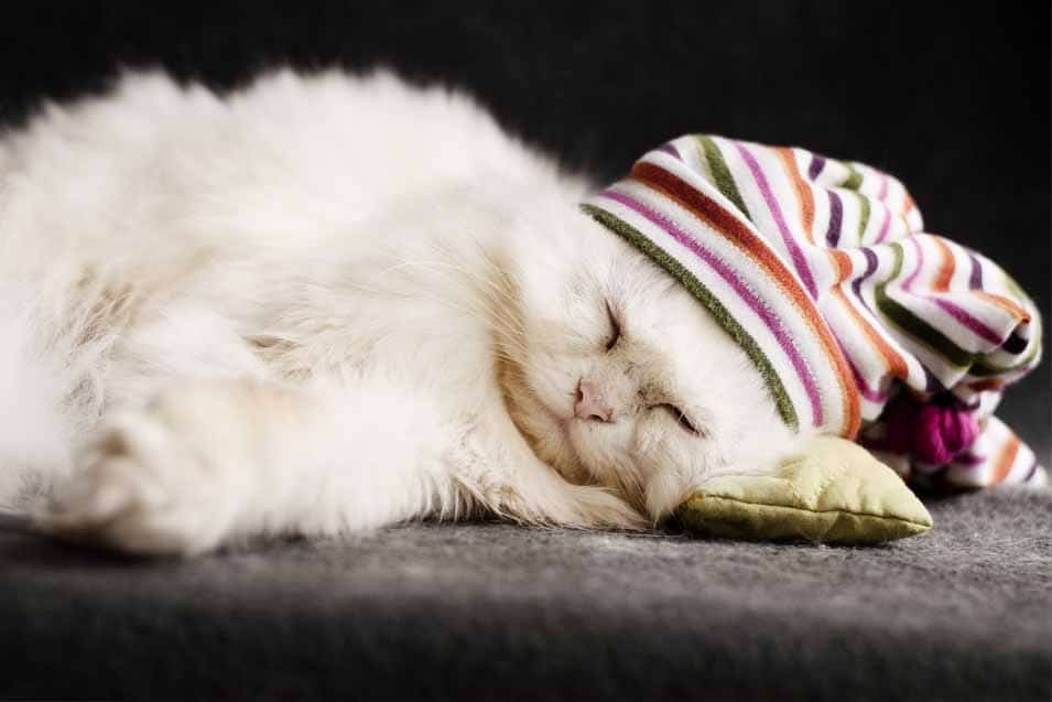 Cats in Hats - Cute Pictures of Cats Wearing Fashionable Hats