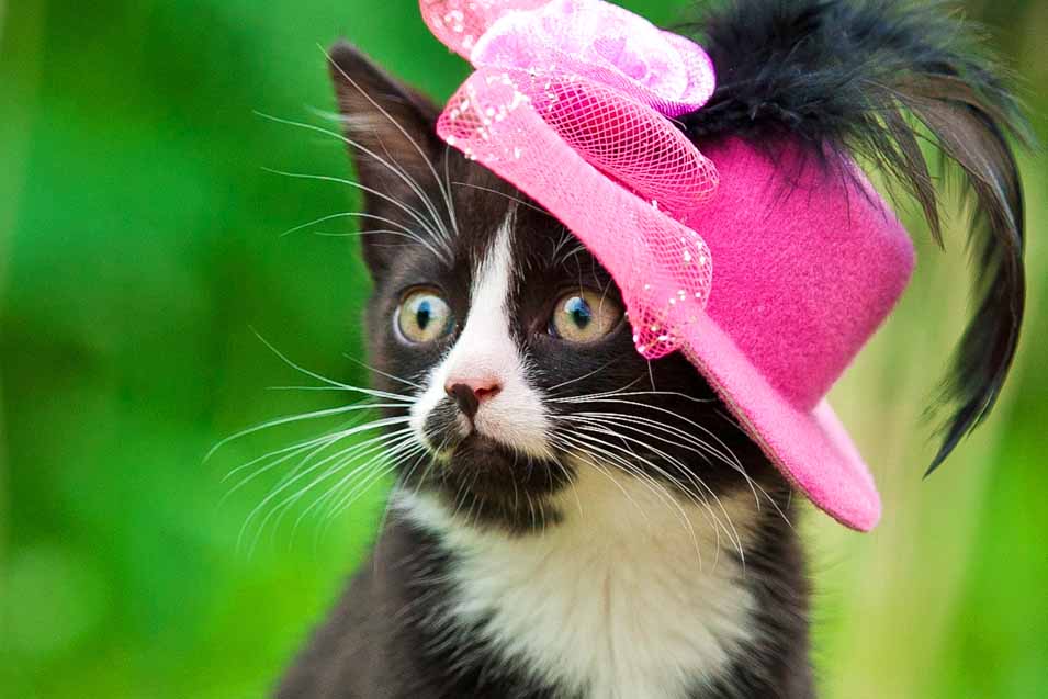 Cats in Hats - Cute Pictures of Cats Wearing Fashionable Hats