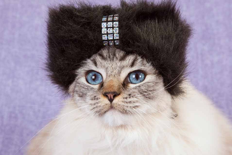 Cats in Hats - Cute Pictures of Cats Wearing Fashionable Hats