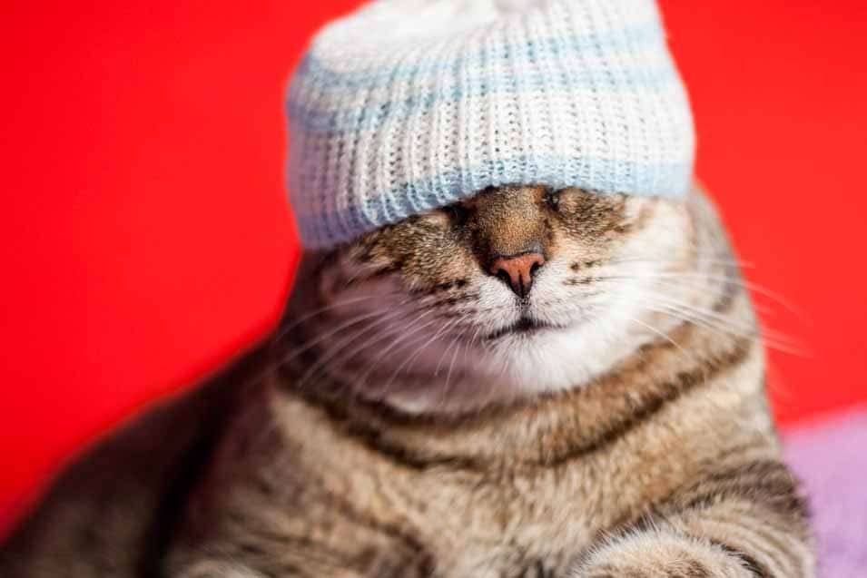 Cats in Hats - Cute Pictures of Cats Wearing Fashionable Hats