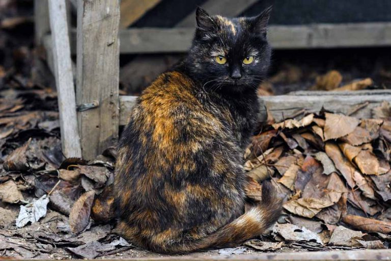 Fun Facts and Trivia About Tortoiseshell Cats | Pet Friendly House