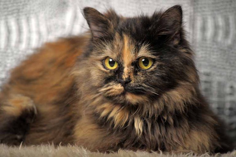 Fun Facts and Trivia About Tortoiseshell Cats | Pet Friendly House