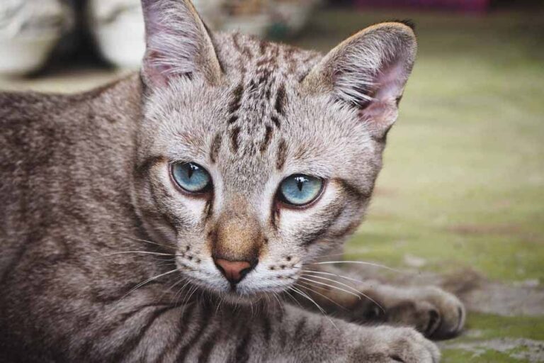 5 Interesting Facts about Mackerel Tabby Cats