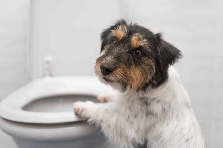 Everything You Ever Wanted to Know About Dog Poop | Pet Friendly House