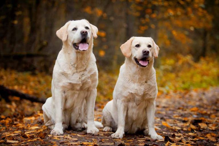 Panosteitis in Dogs - Diagnosis, Treatment and Prevention