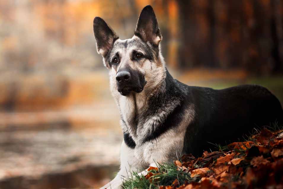 Common Health Problems of German Shepherds | Pet Friendly House