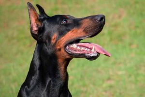 Top 10 Most Aggressive Dog Breeds | Pet Friendly House