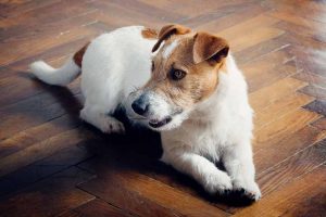 Top 10 Most Aggressive Dog Breeds | Pet Friendly House