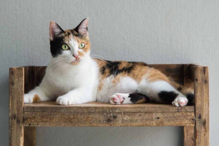 The Differences Between Calico and Tortoiseshell Cats | Pet Friendly House