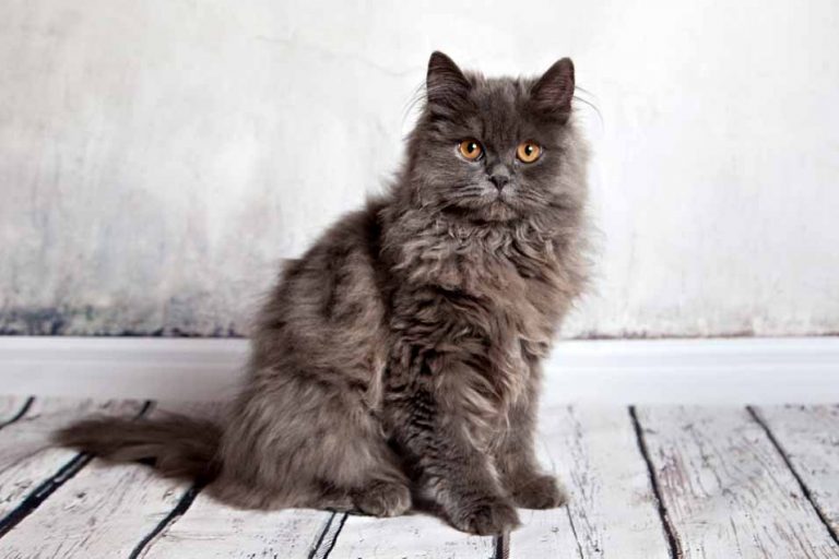 Most Affectionate Cat Breeds | Cats that Provide the Most Love