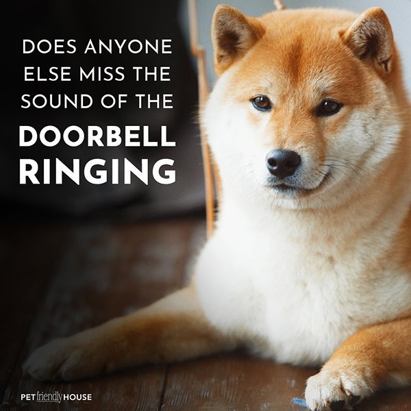 Pet Memes | Let Dogs & Cats Help Make you Laugh