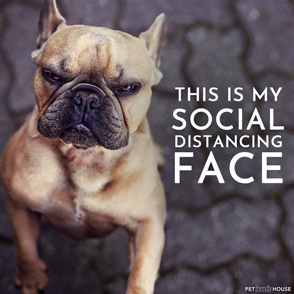 Pet Memes | Let Dogs & Cats Help Make you Laugh