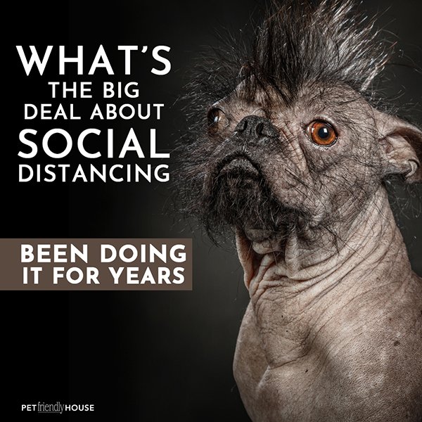 Pet Memes | Let Dogs & Cats Help Make you Laugh