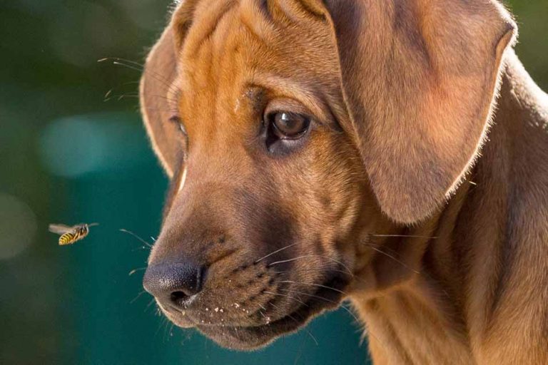 Bee, Wasp, and Ant Bites – Insect Bites and your Dog