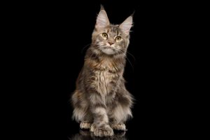 Polydactyl Cats - Fun Facts About Cats with Extra Toes