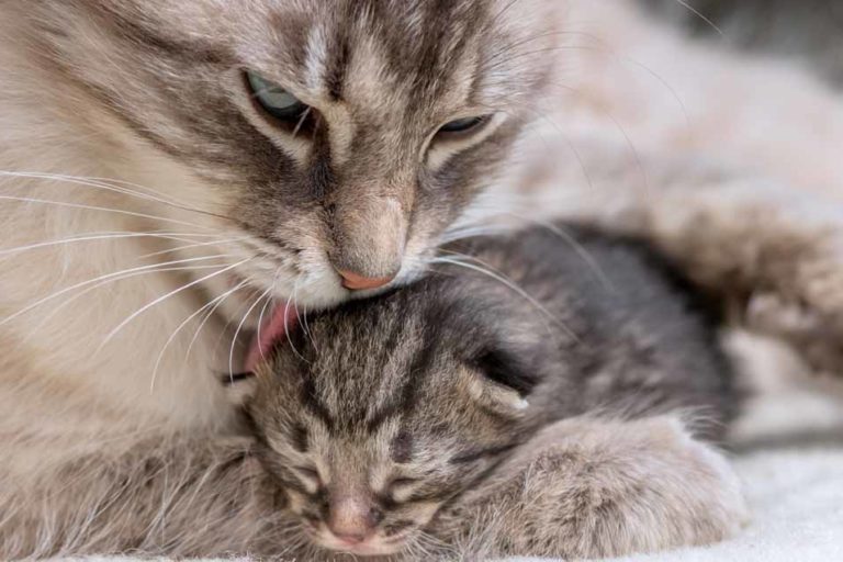 The Birth of Kittens - Labour, Birth, and Possible Complications