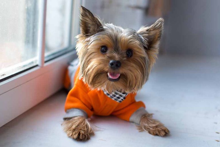 Collapsed Trachea in Dogs - Clinical Signs & Treatment