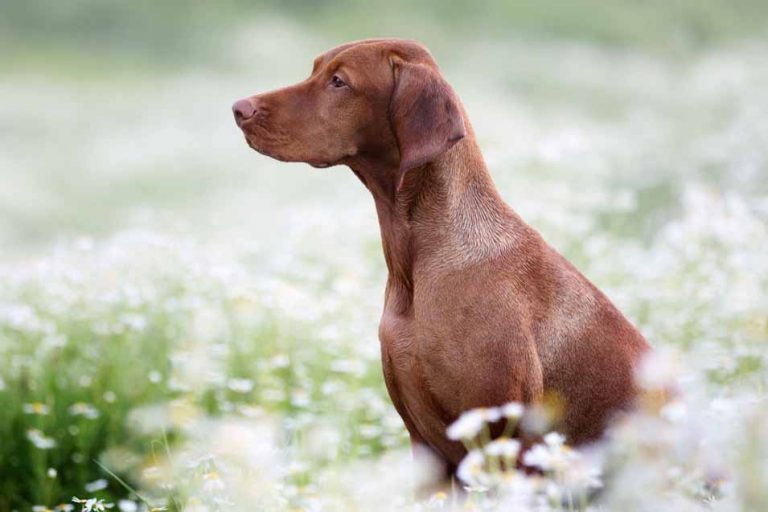 Hypotension in Dogs - Low Blood Pressure in Dogs