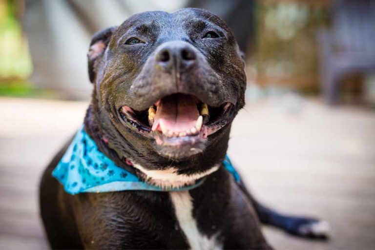 Everything You Wanted to Know About Dog Warts - Canine Papillomas