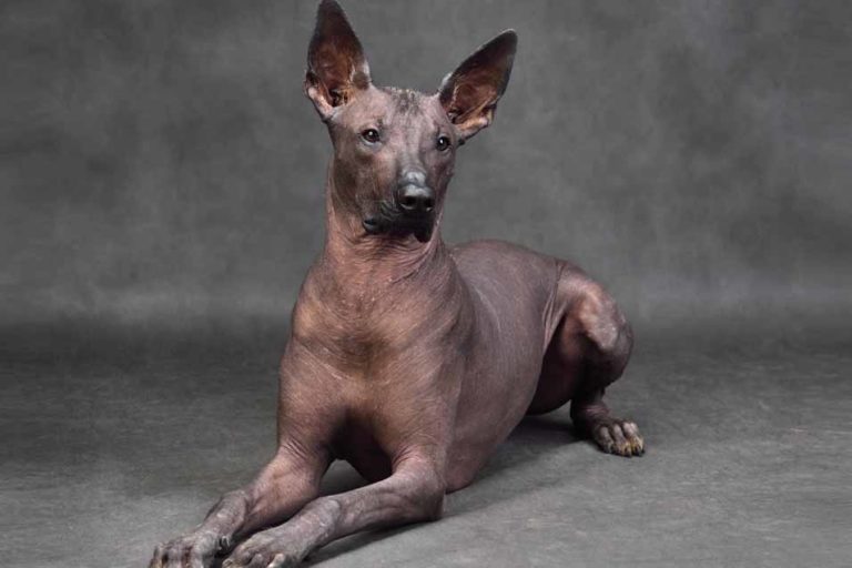 Top 10 Popular Hairless Dogs - Pet Friendly House