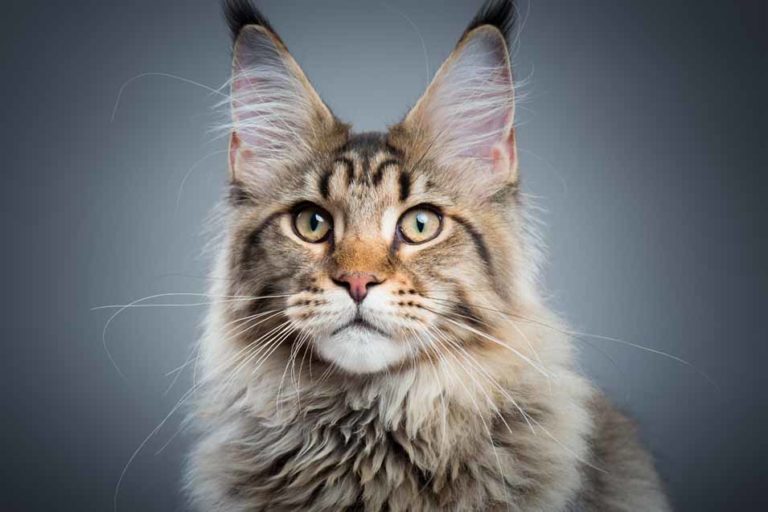 How Many Bones Does A Cat Have Pet Friendly House How Many Bones Does A Cat Have Pet Friendly House