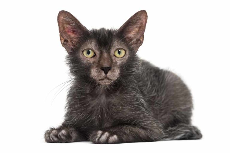 Fun Facts and Information About Lykoi Cats - Pet Friendly House