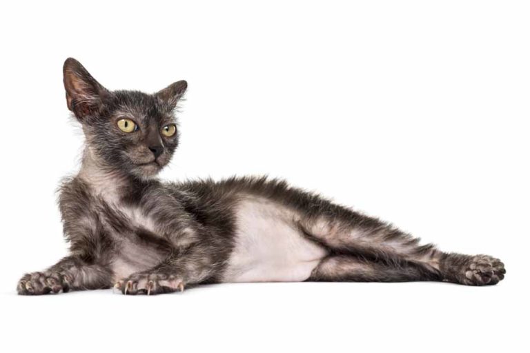 Fun Facts and Information About Lykoi Cats - Pet Friendly House