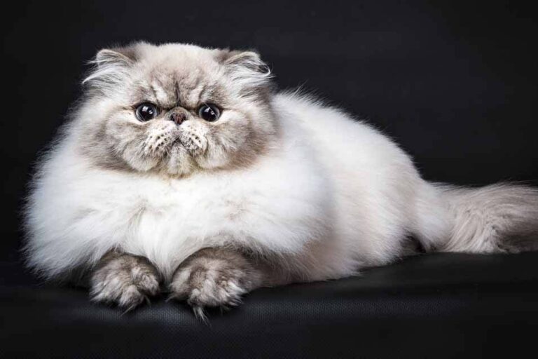 20 Of The Most Expensive Cat Breeds - Pet Friendly House