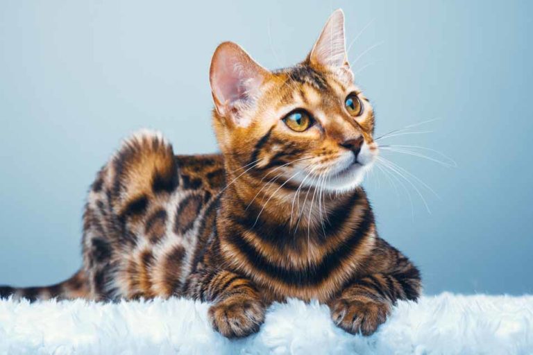 20 Of The Most Expensive Cat Breeds - Pet Friendly House