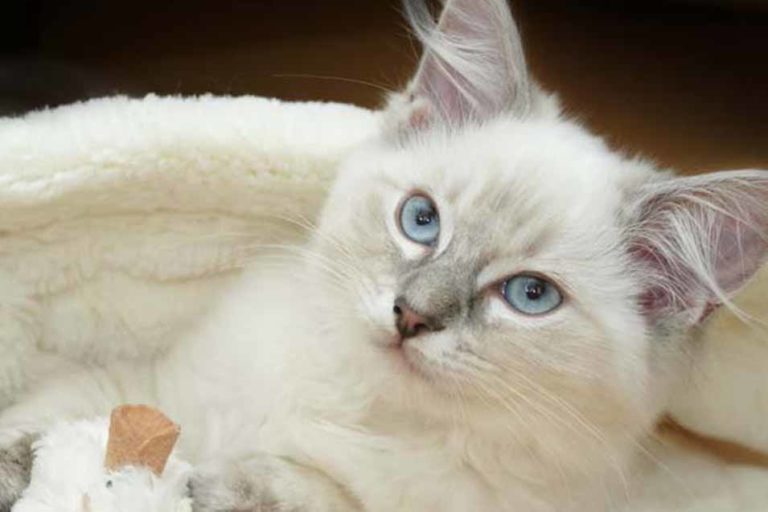 20 Of The Most Expensive Cat Breeds - Pet Friendly House