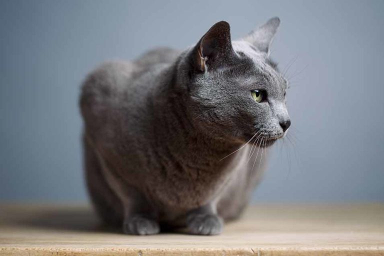 20 Of The Most Expensive Cat Breeds - Pet Friendly House