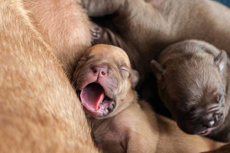 Interesting Facts About Runt Puppies - The Smallest Pup of the Litter