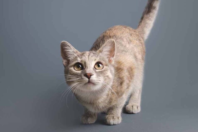 Warbles in Cats - Pet Friendly House