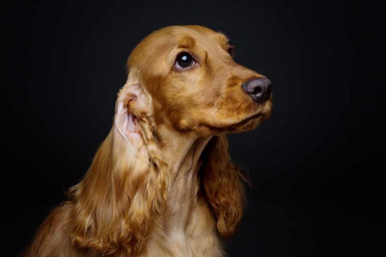 Do Cocker Spaniels Shed - Pet Friendly House